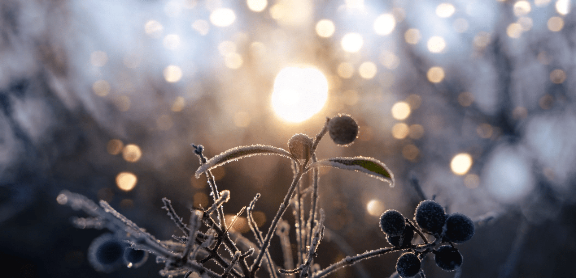 Winter Solstice Puja (Prayer, Blessing, Intention, Workshop etc ...